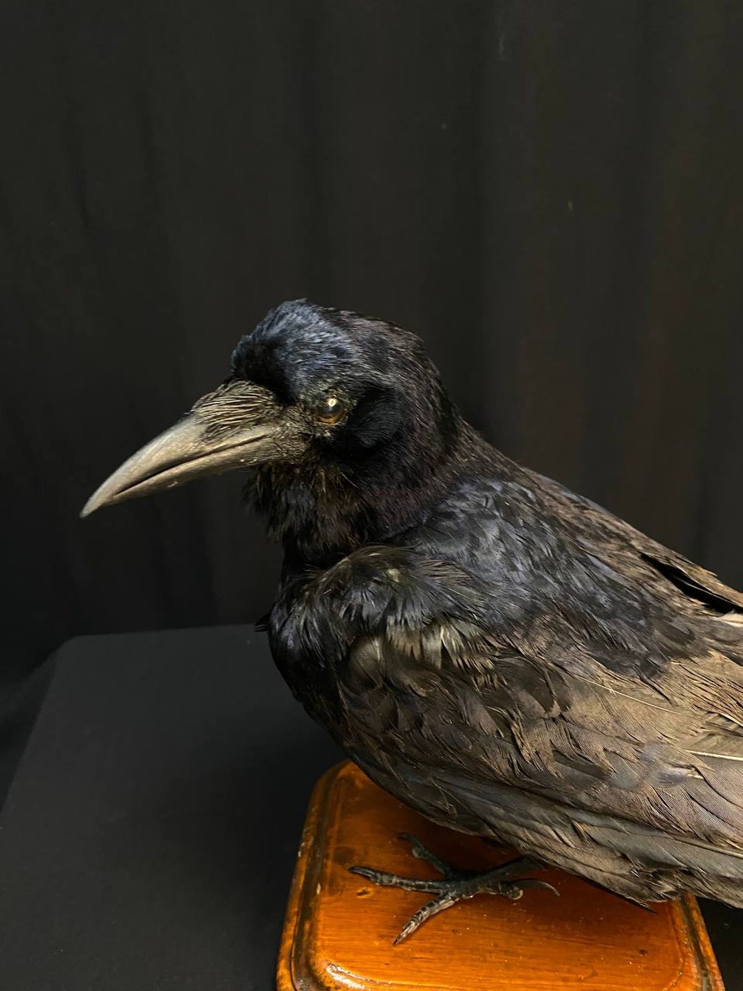 Real Taxidermy Small Raven Bird Stuffed 02 - Etsy