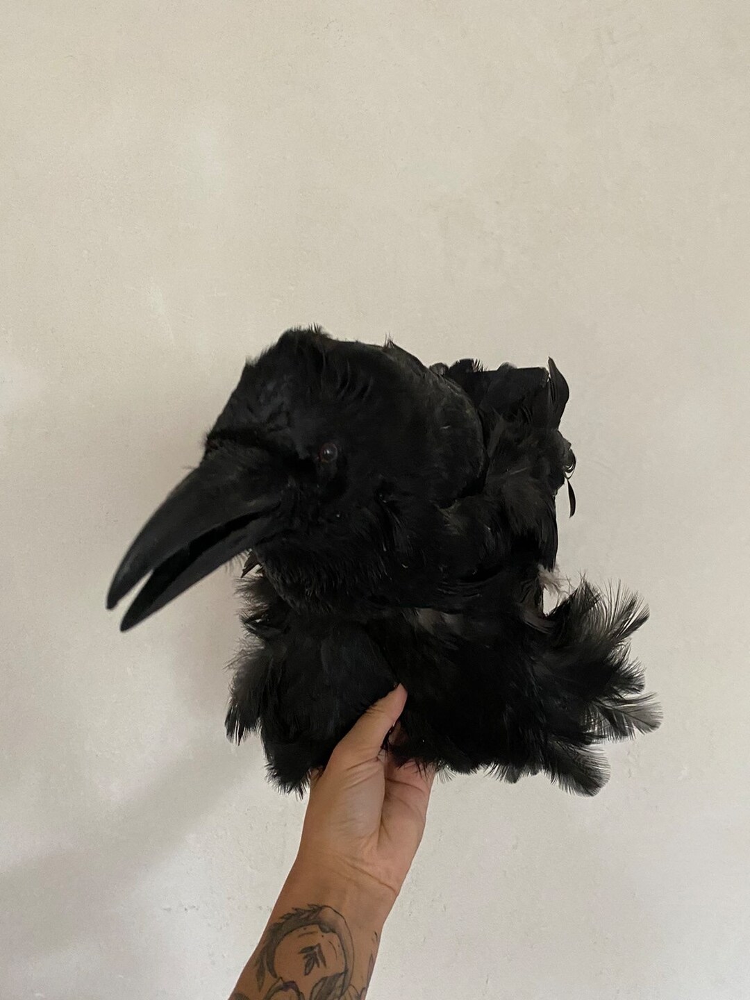 Real Stuffed Head Raven Taxidermy Handmade 0 - Etsy