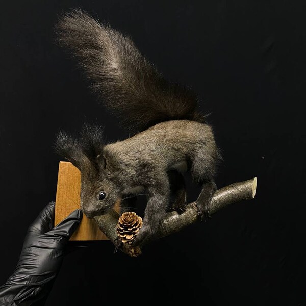 Taxidermy Squirrel - Etsy