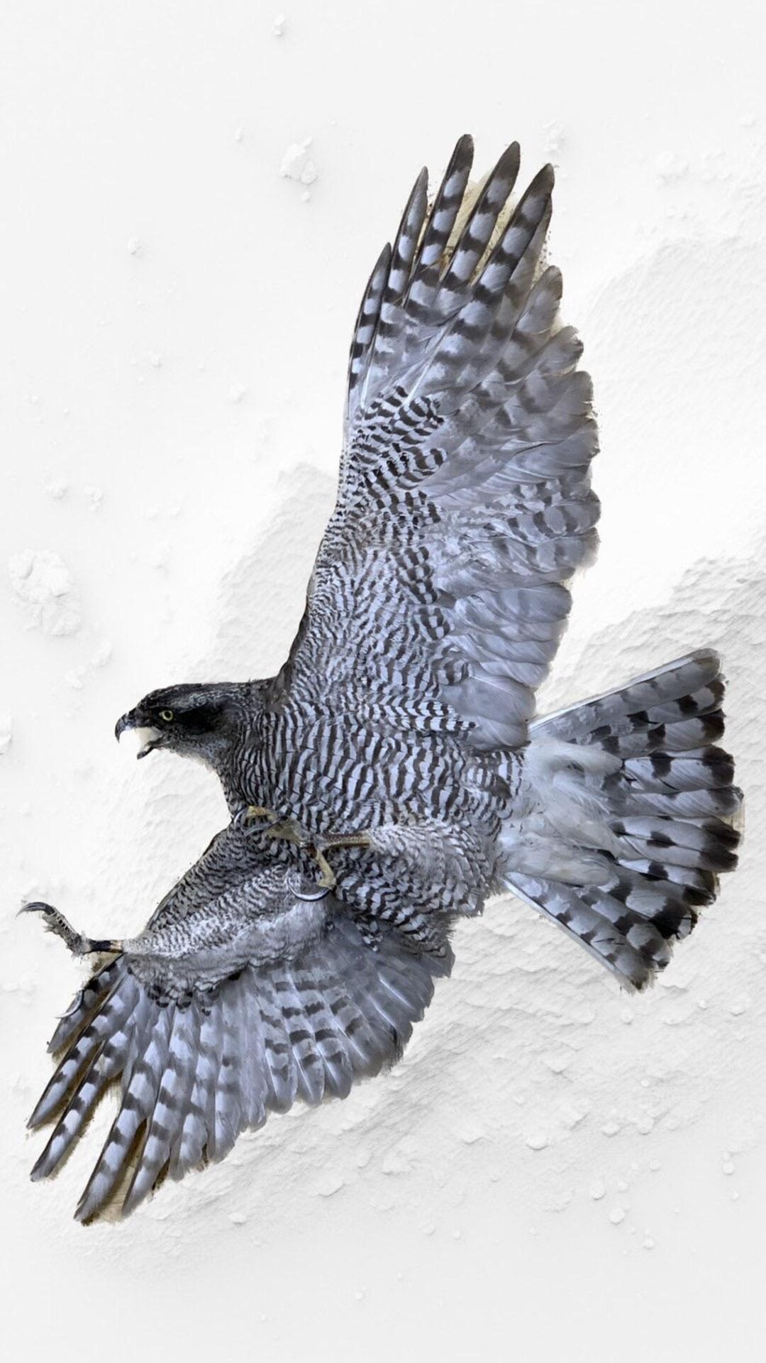 Stuffed Hawk Taxidermy. With Documents - Etsy