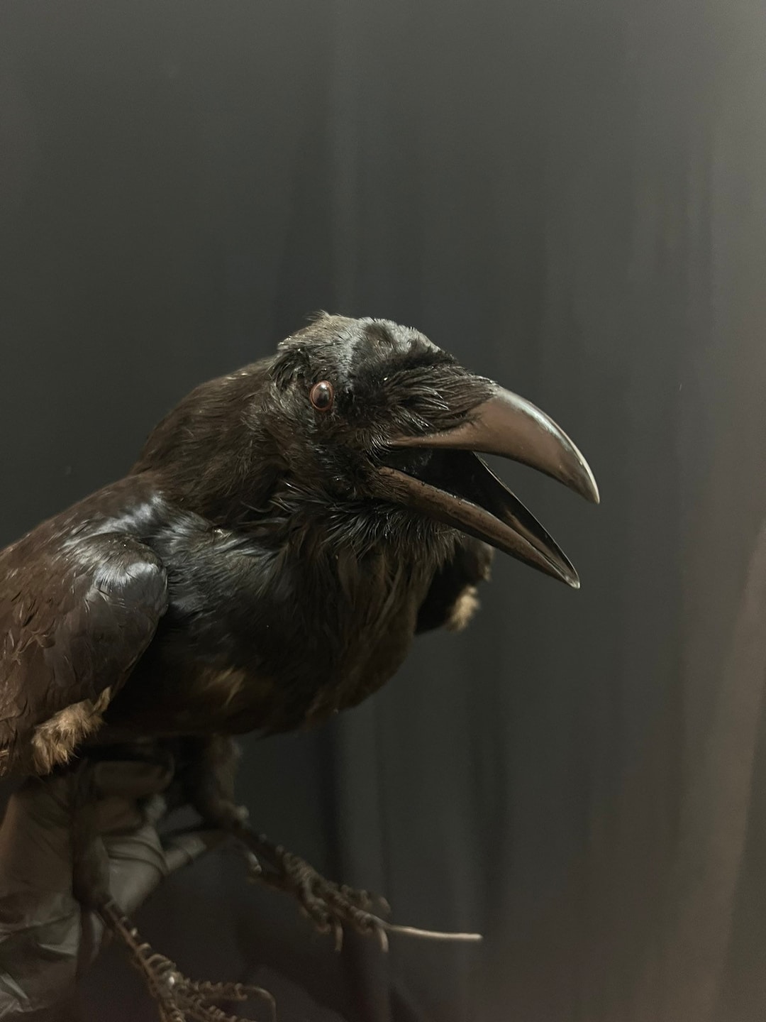 Real Taxidermy Raven Without Stand (corvus Corax) Bird Stuffed Animal ...