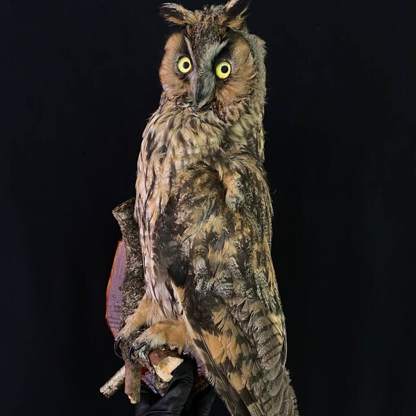 Shop Taxidermy Owl - Etsy
