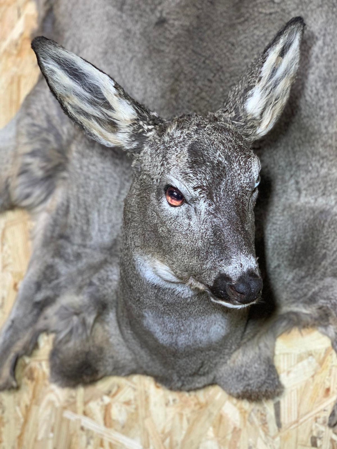 Real New Roe Skin With Head Deer Head Taxidermy Cervidae With Documents ...