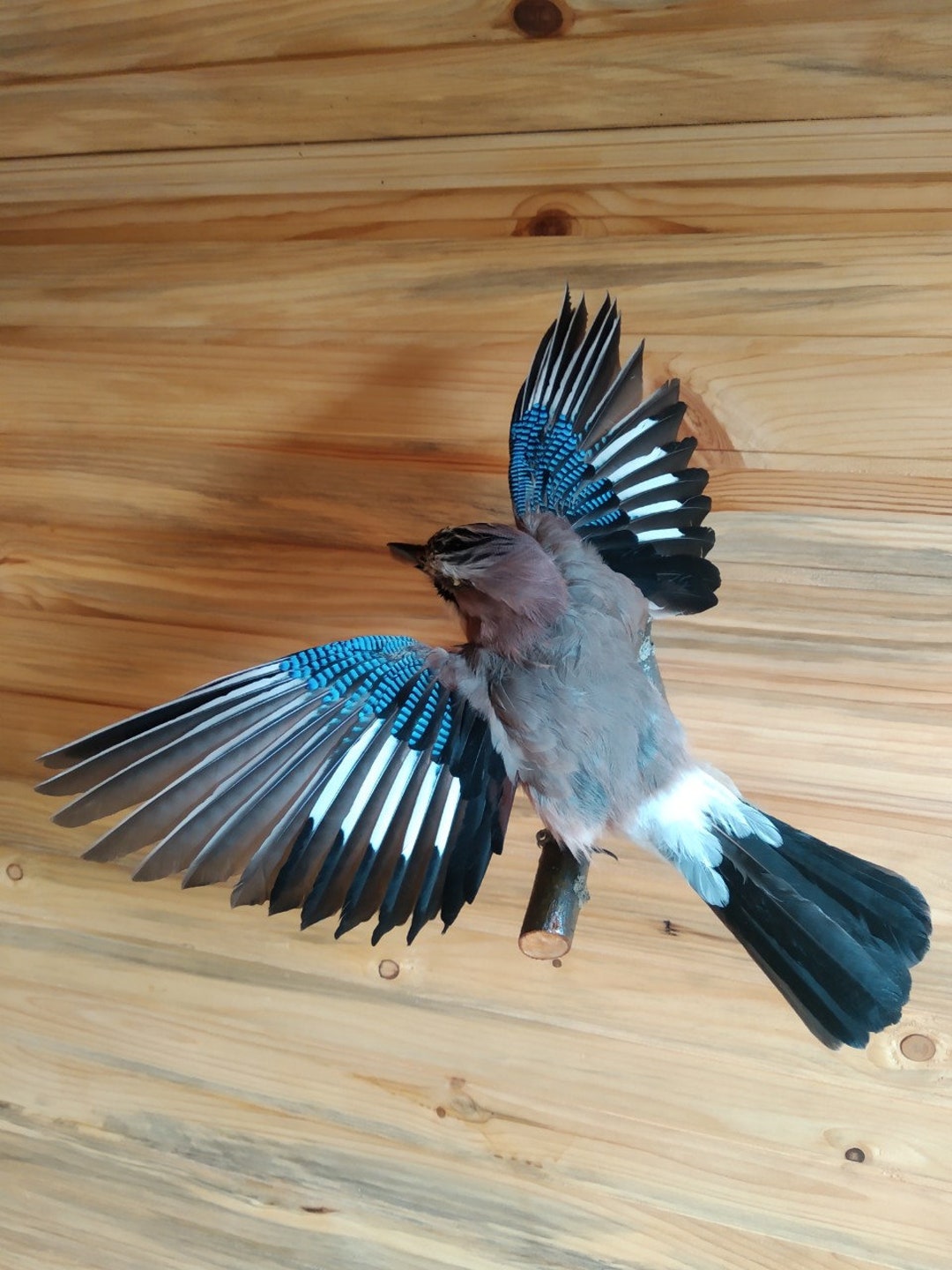 Real Stuffed Bird Jay Flight Simulation Taxidermy Handmade - Etsy