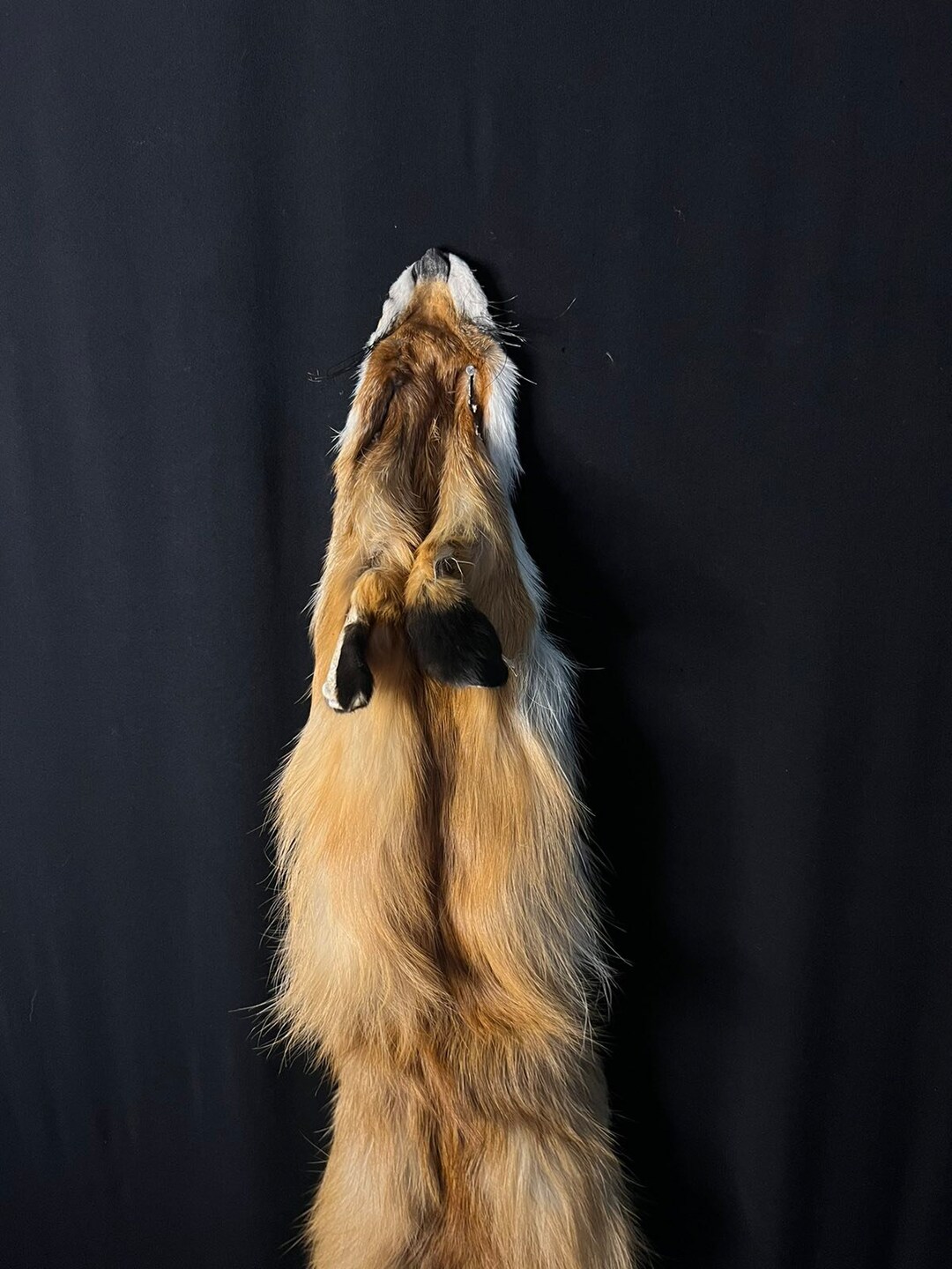 Natural Fox Redhead Fox Skin for Taxidermy High Quality Soft Skin, Full ...