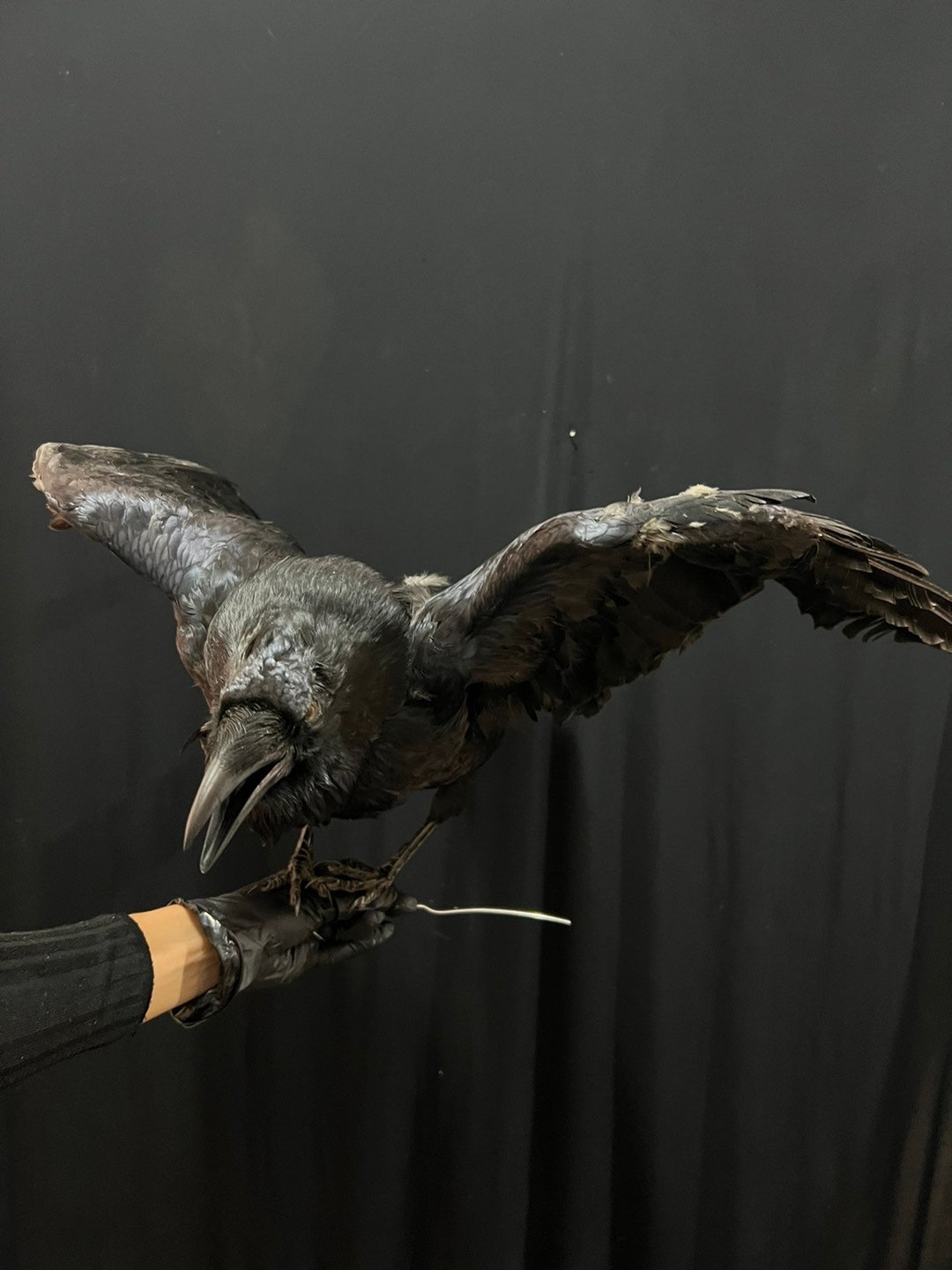 Real Taxidermy Raven Without Stand (corvus Corax) Bird Stuffed Animal ...