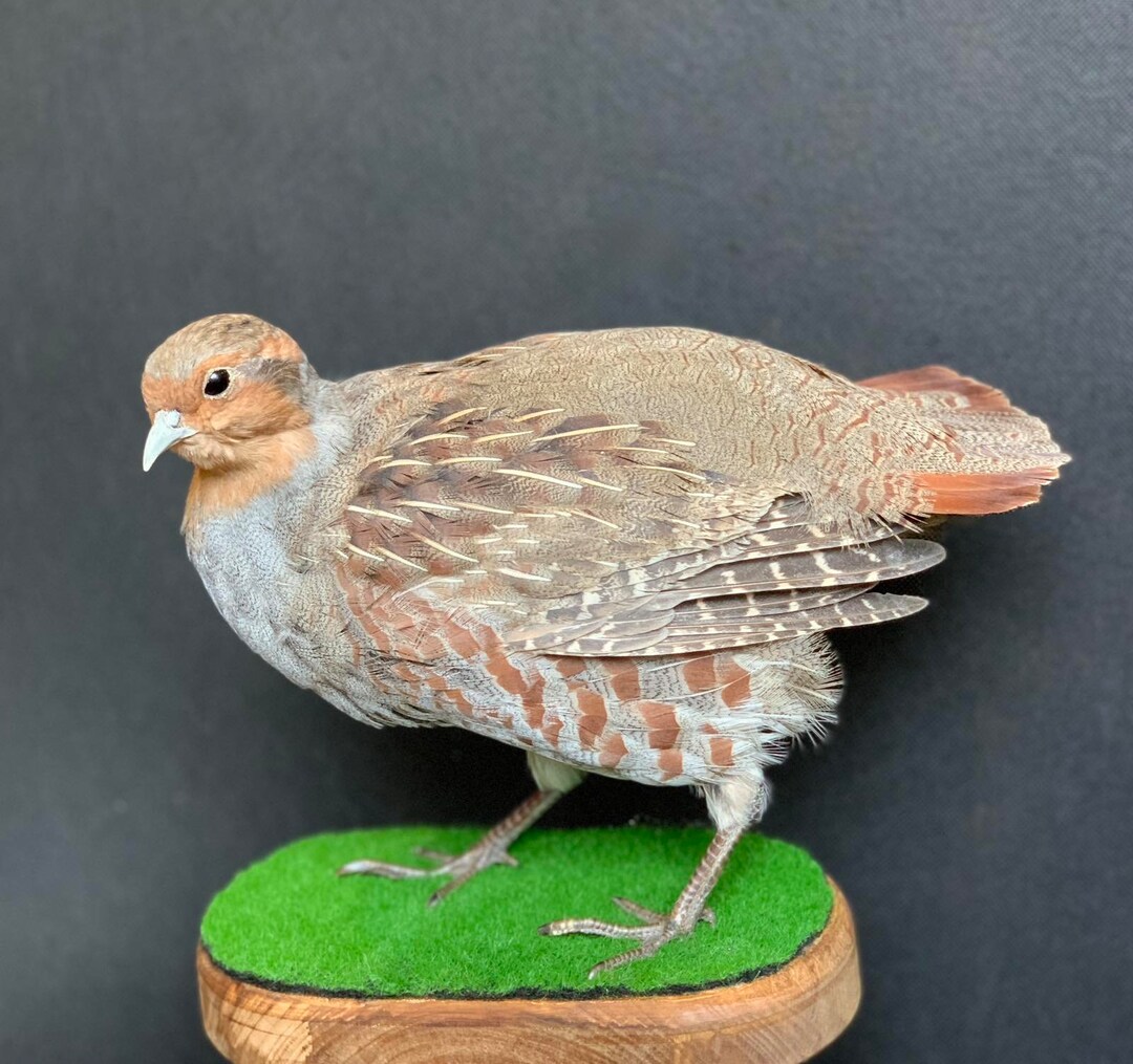 Stuffed Gray Partridge Taxidermy (perdix Perdix) Bird Taxidermy With ...