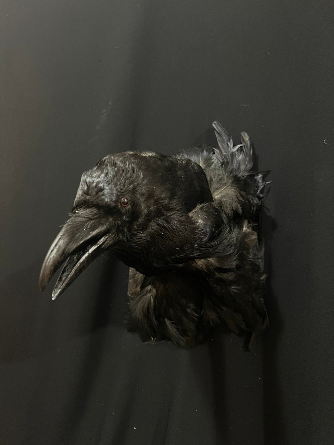 Real Stuffed Head Raven Taxidermy Handmade 02 - Etsy