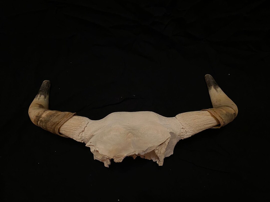Real Bull Skulls Processed and Bleached 002 - Etsy