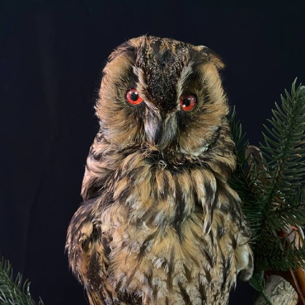 Shop Taxidermy Owl - Etsy
