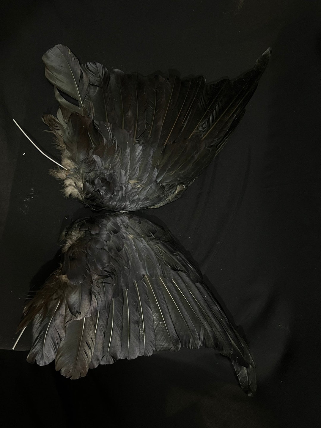 Real Wings Taxidermy Handmade 02 - Etsy