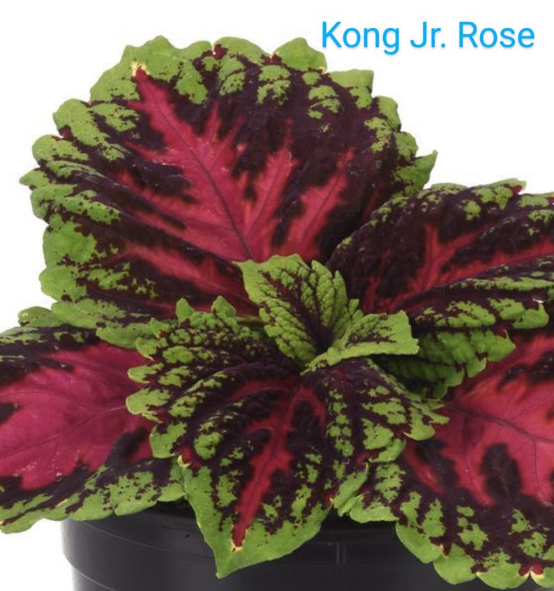Coleus Couple: Premium Shade Kong Jr. Rose+chocolate Covered Cherry ...