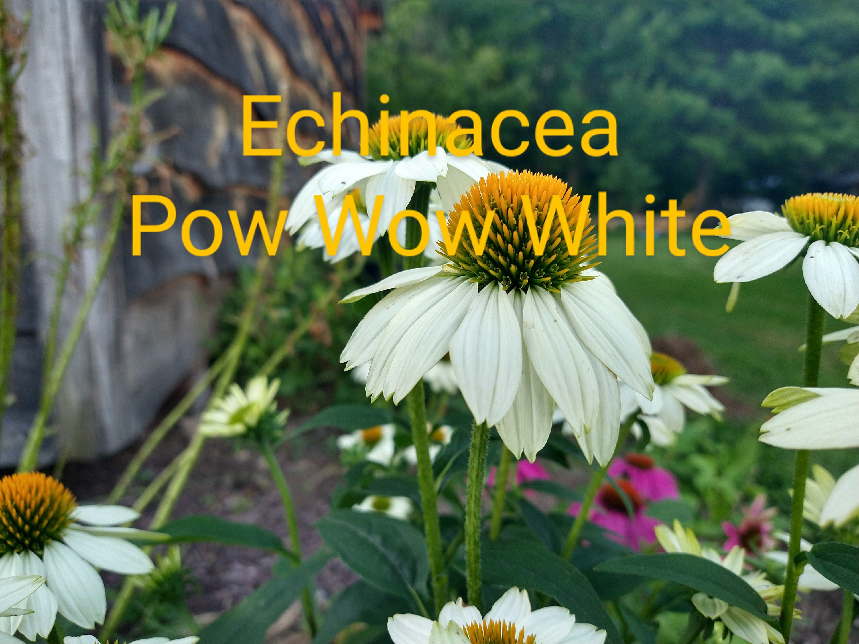 Echinacea 'pow Wow Duo' Live Perennial Plants/plugs, 4 "baby" Plants ...