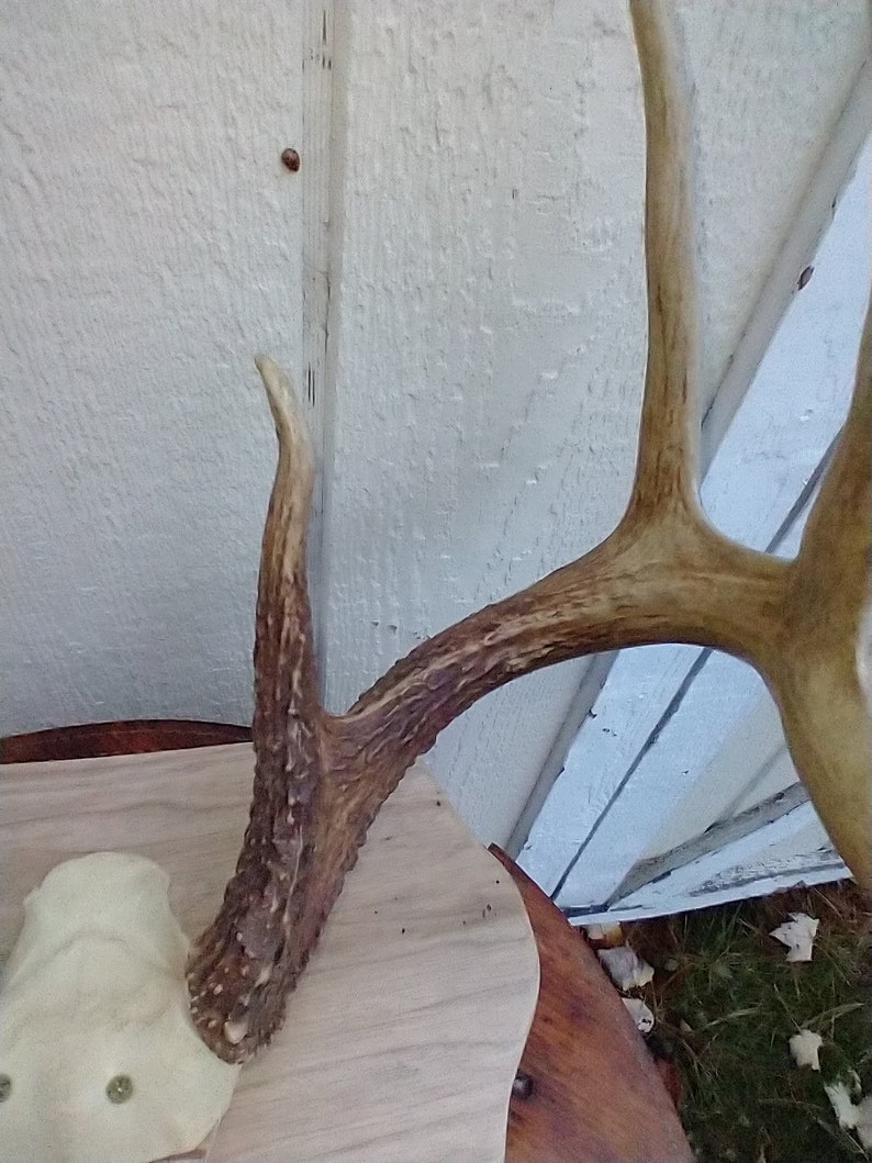 Adirondack Whitetail Deer Rack/antlers on Native Butternut Base - Etsy