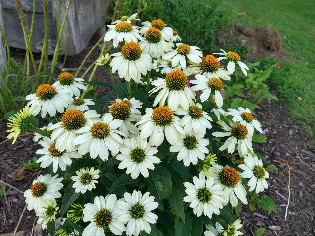 Echinacea 'pow Wow White' Live Perennial Starter Plants/plugs, 4 "baby ...