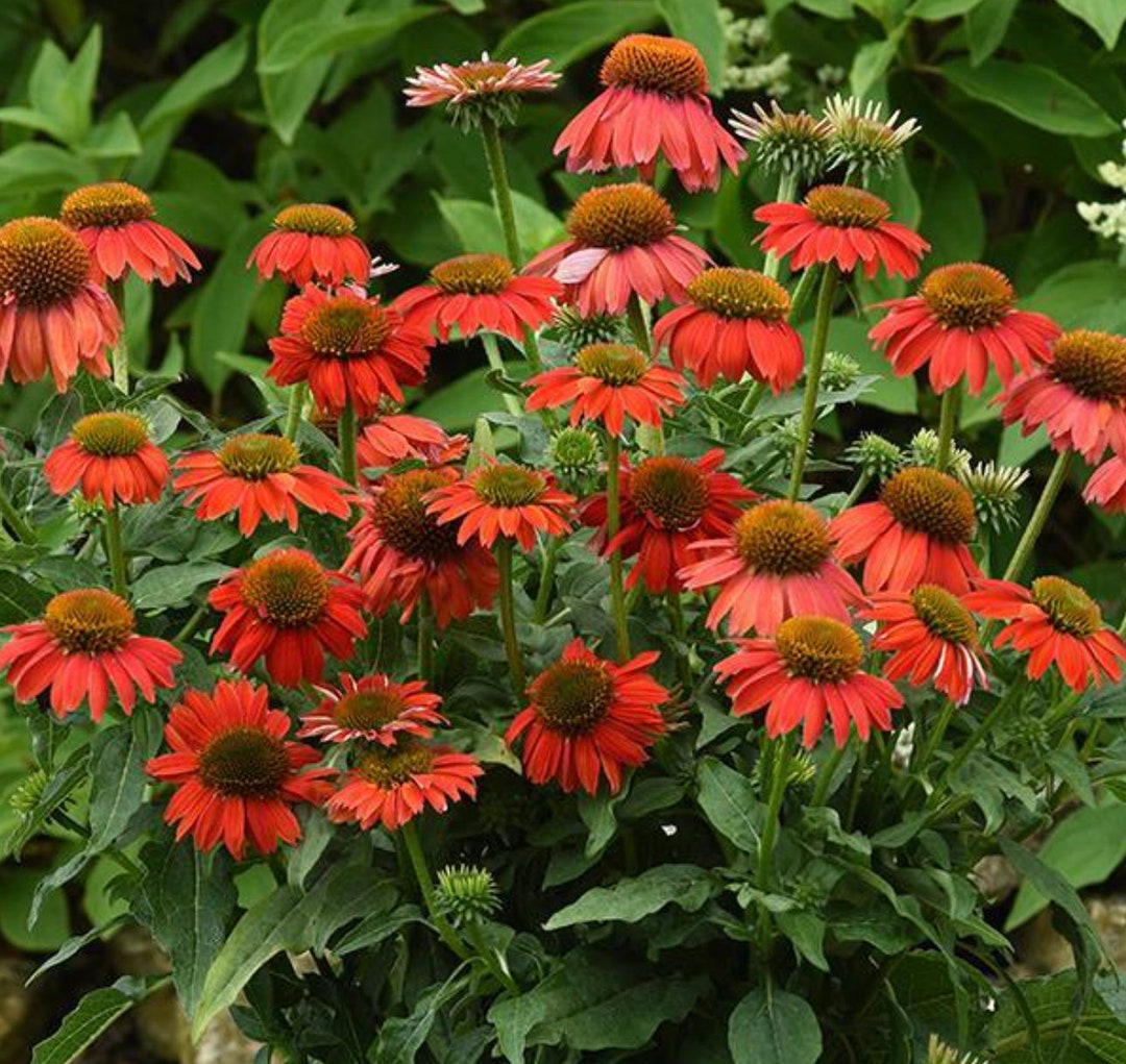 Echinacea 'artisan Red Ombre' Live Perennial Plants/plugs, 4 "baby ...