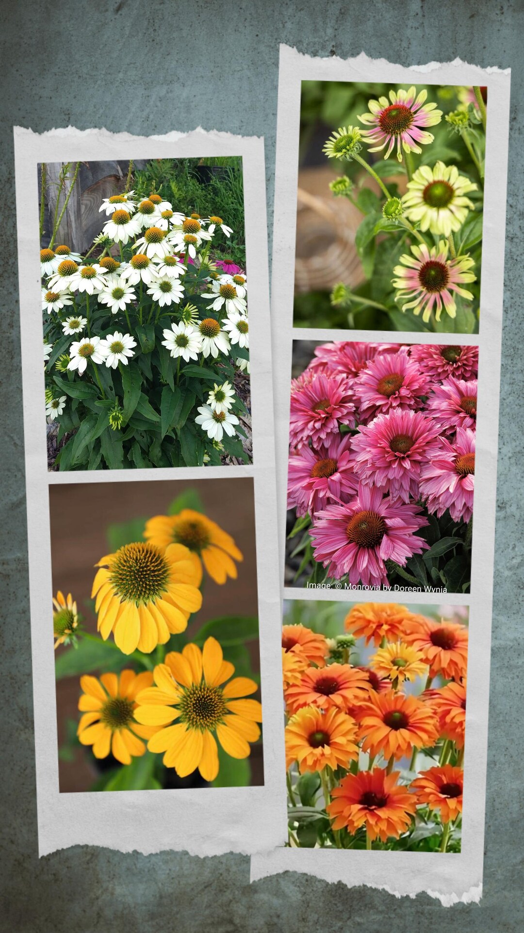 Echinacea 'color Your World' Combo Live Perennial Starter Plants/plugs ...