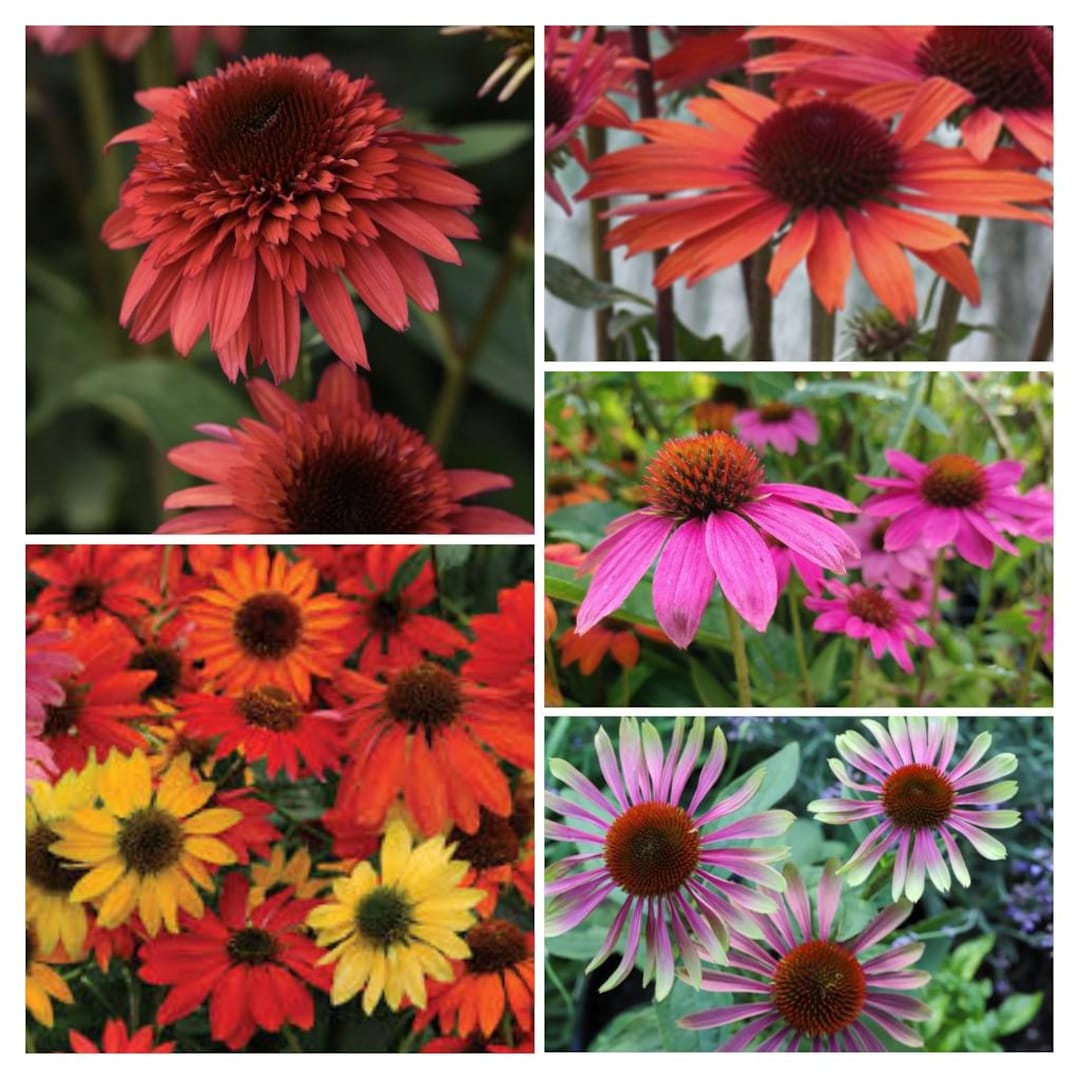 Echinacea Sampler Live Perennial Plants/plugs, 5 Plants, 5 Unique ...