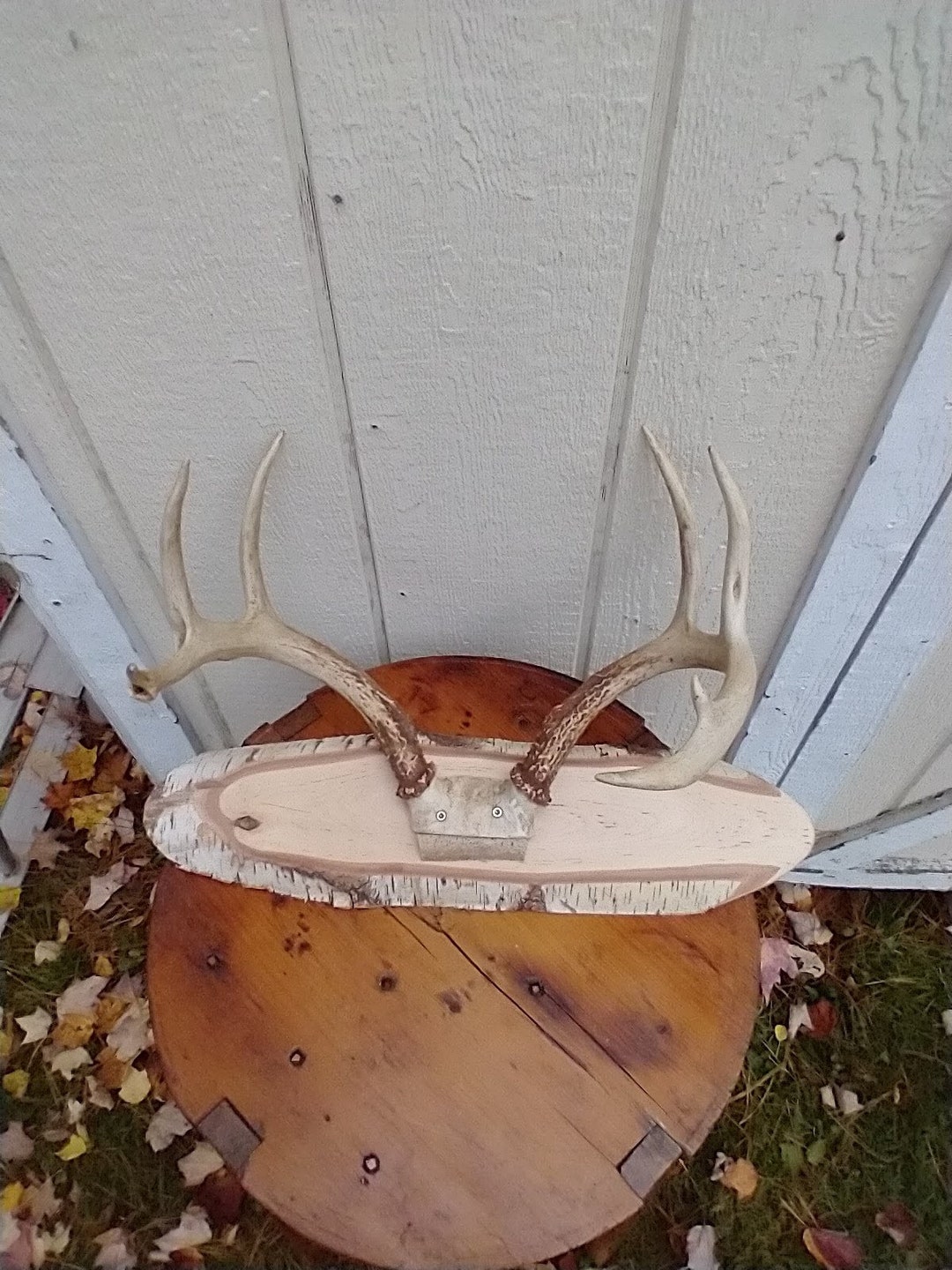 Adirondack Whitetail Deer Rack/antlers on Native White Birch Base - Etsy