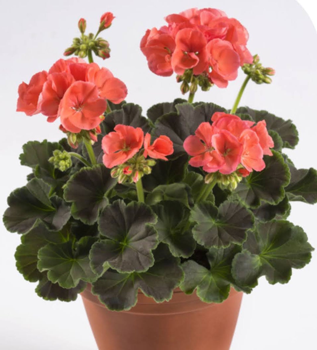 Geranium Zonal 'chocolate Apricot' Live Annual Plants/plugs, 4 baby ...