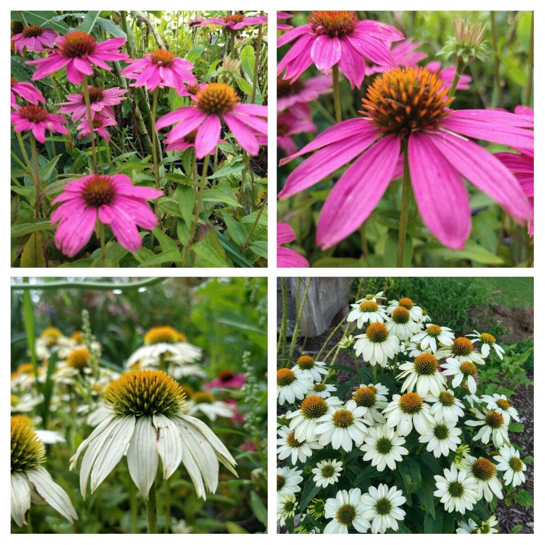 Echinacea 'pow Wow Duo' Live Perennial Plants/plugs, 4 "baby" Plants ...