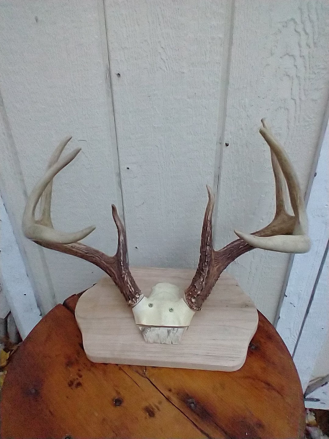 Adirondack Whitetail Deer Rack/antlers on Native Butternut Base - Etsy