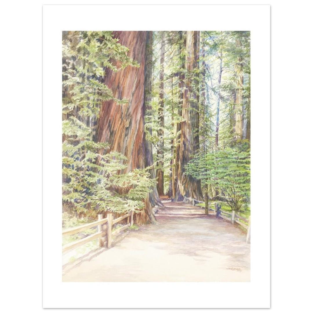Contemplations - Watercolor Print | Carol Riddle, Artist | Redwoods ...
