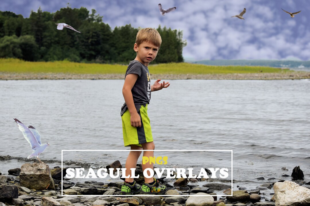 20 Seagull Overlays Seagull Pngs Flying Seagulls Seagull - Etsy