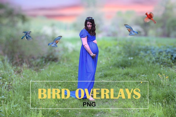 50 Bird Overlays for Photoshop Bird Clip Art PNG. | Etsy