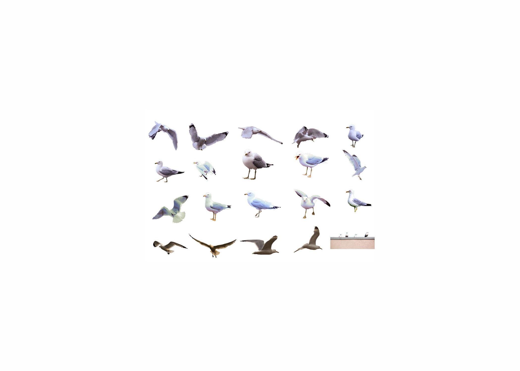 20 Seagull Overlays Seagull Pngs Flying Seagulls Seagull - Etsy