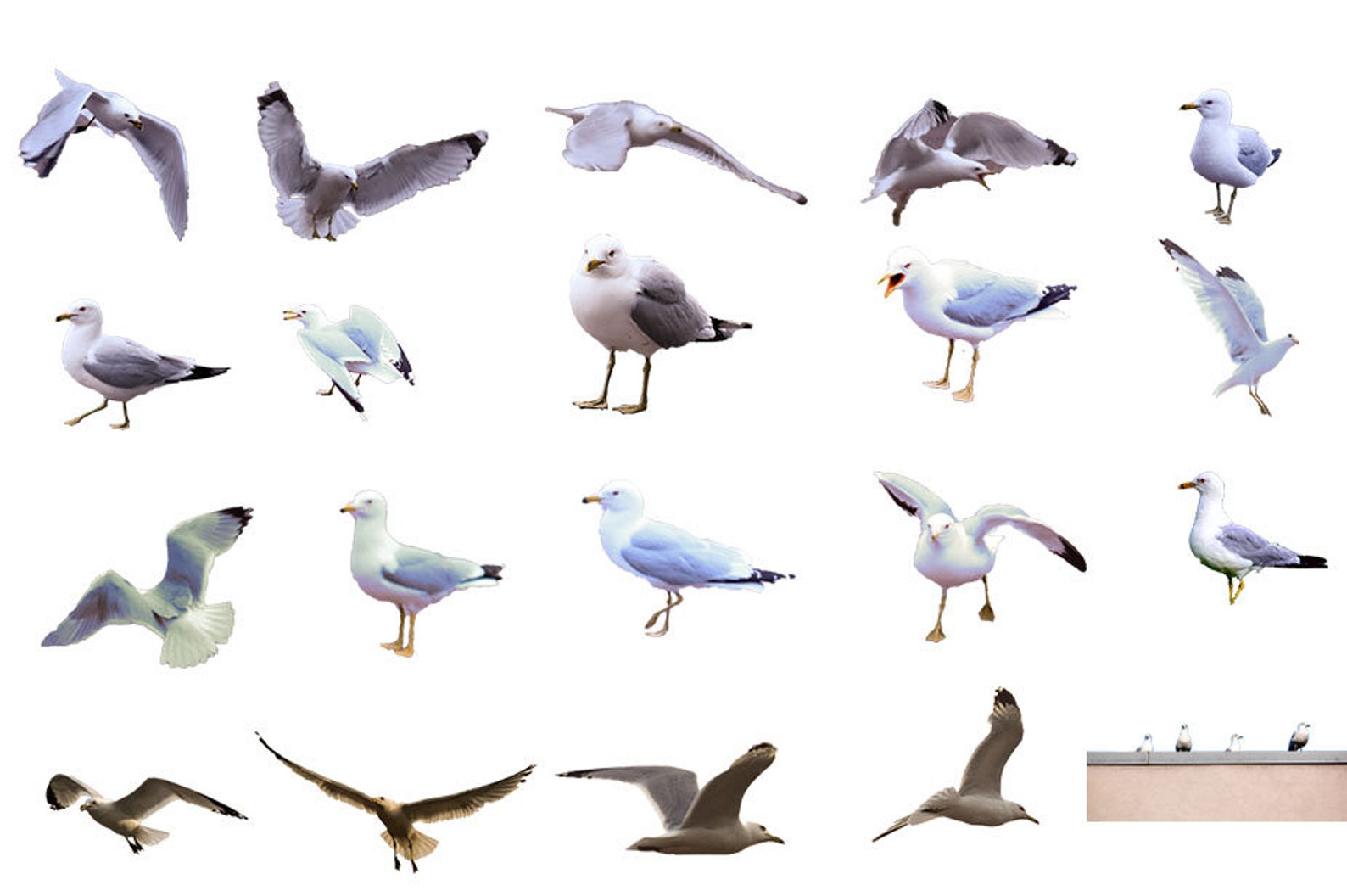 20 Seagull Overlays Seagull pngs Flying seagulls | Etsy