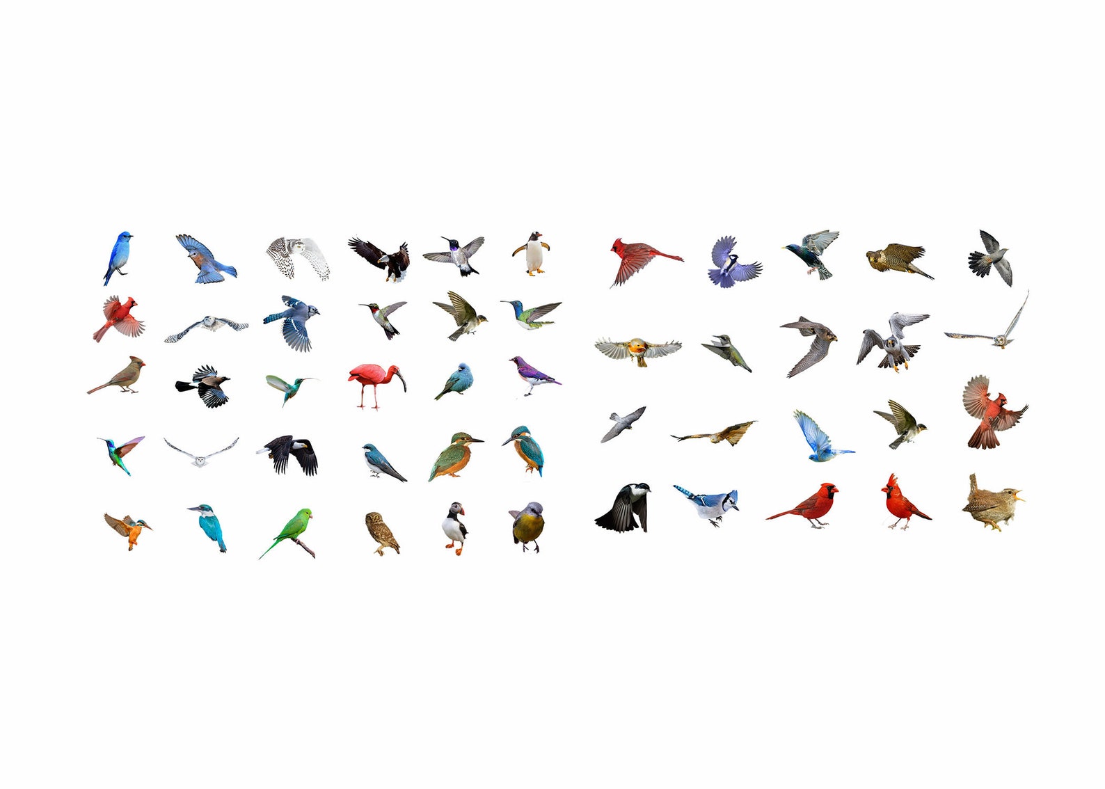50 Bird Overlays for Photoshop, Bird Clip Art, PNG, Snow Owl, Cardinal ...