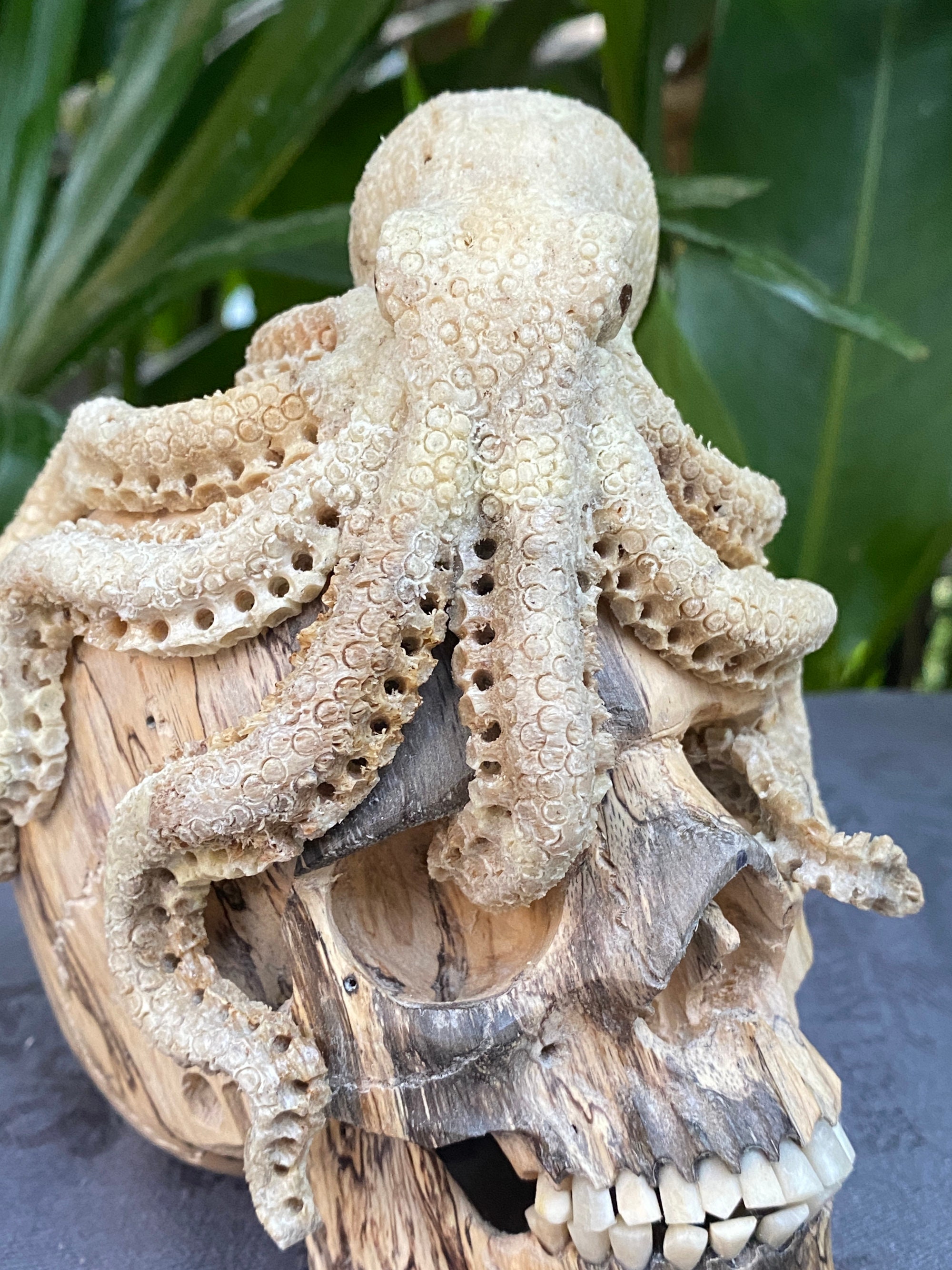 Human Skull, Octopus Carving, Skelton Head, Skull, Human Skull, Hand ...