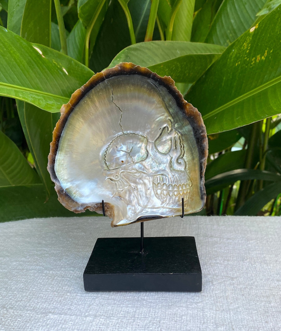 Shell Sea Shell Skull Motive Carved Mother of Pearl Genuine Natural Sea ...