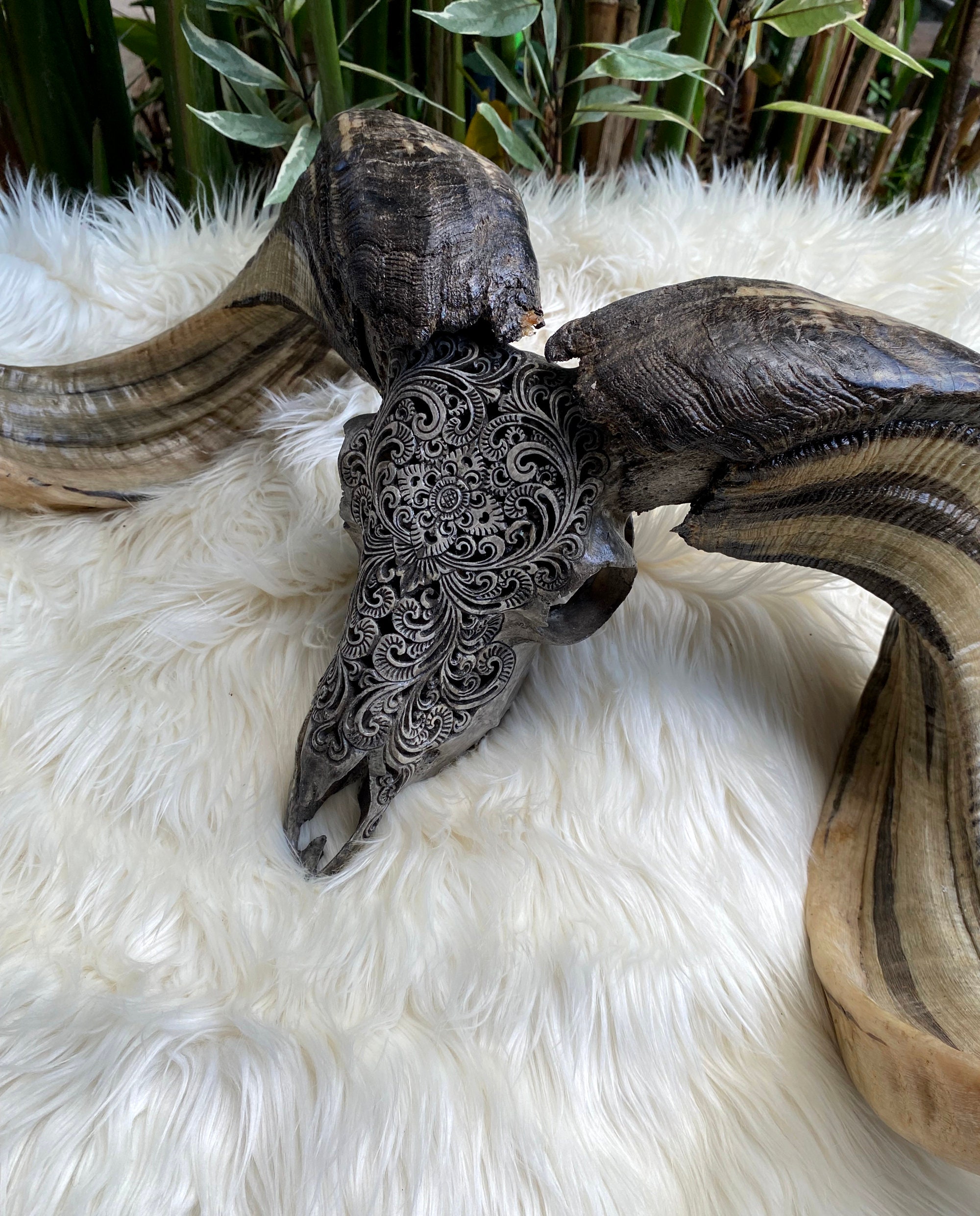 Ram Animal Head Skull