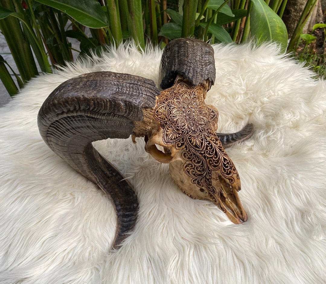 Ram Goat Skull Bull Skull Lotus Flower Decor Bali Art Skull Animal ...