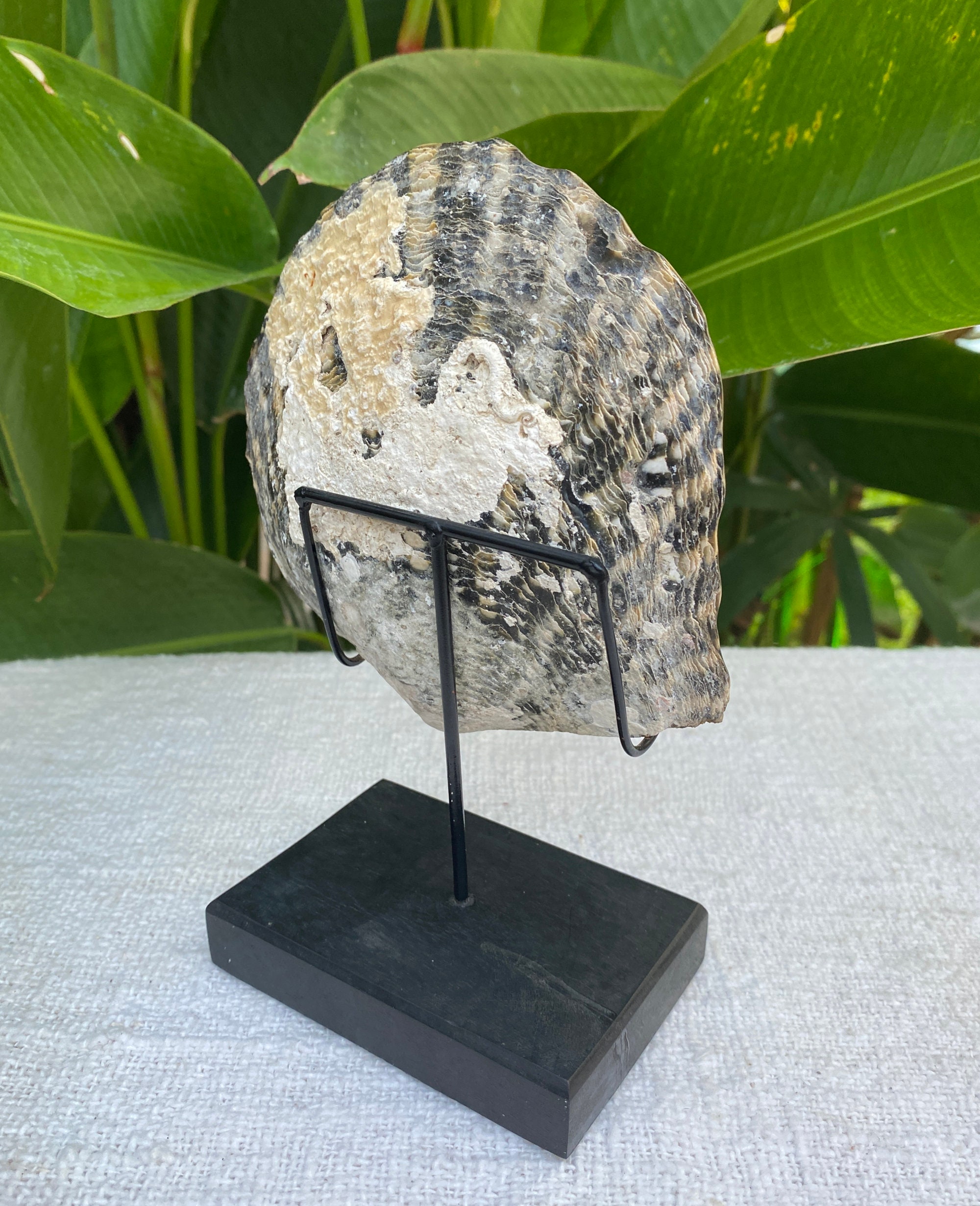 Shell Sea Shell Skull Motive Carved Mother of Pearl Genuine Natural Sea ...