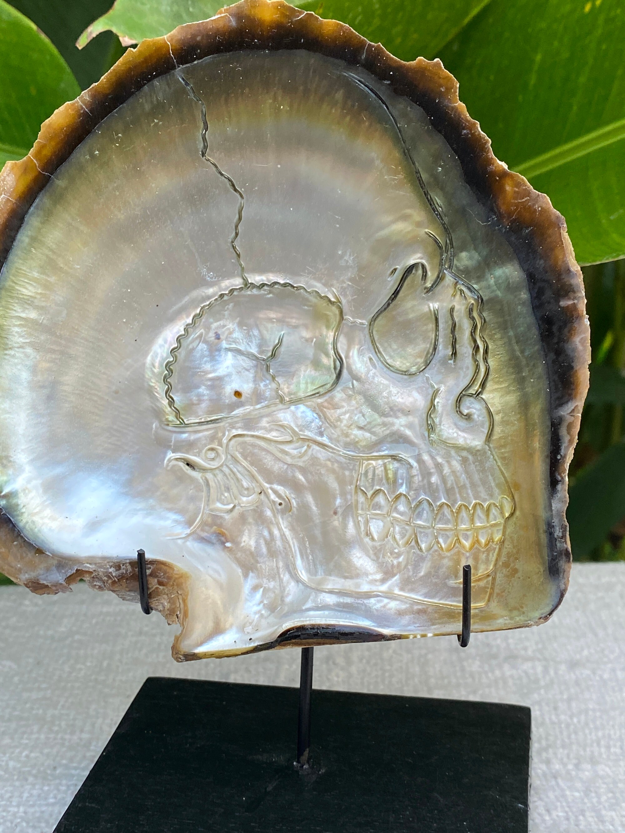 Shell Sea Shell Skull Motive Carved Mother of Pearl Genuine Natural Sea ...