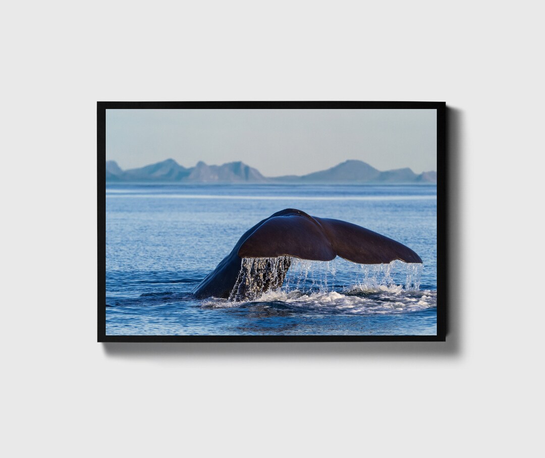 Sperm Whale Fluke, Marine Life Photo, Ocean Print, Sea Creature Decor ...