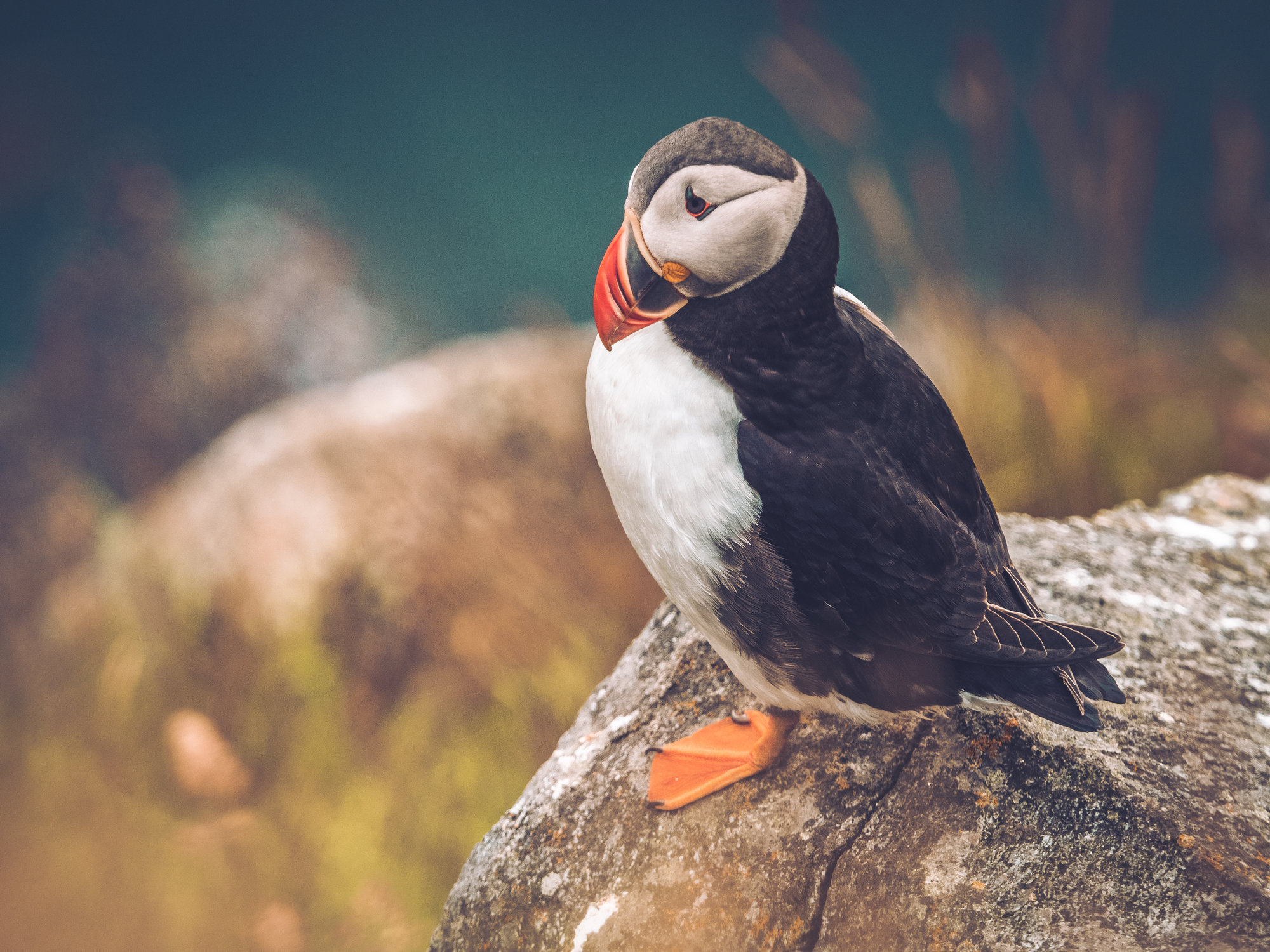 Puffin Photo Print, Puffin Snapshot, Photo Art Print, Puffin Wall Decor ...