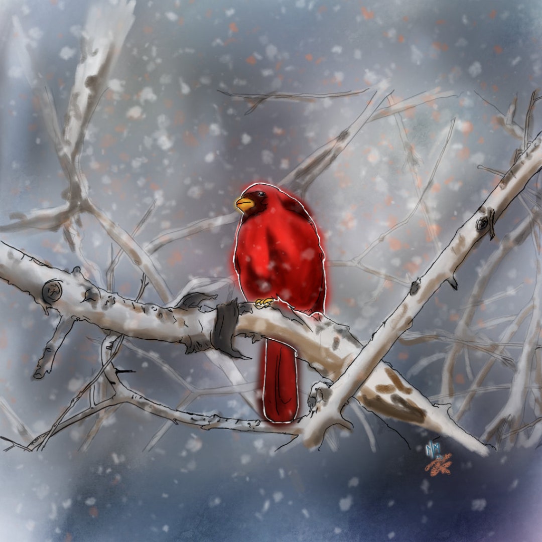 Snowy Cardinal Art Print - Etsy