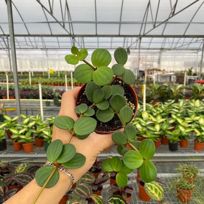 Peperomia Hope Plant - Etsy