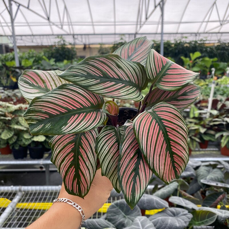 Calathea White Fusion - Etsy