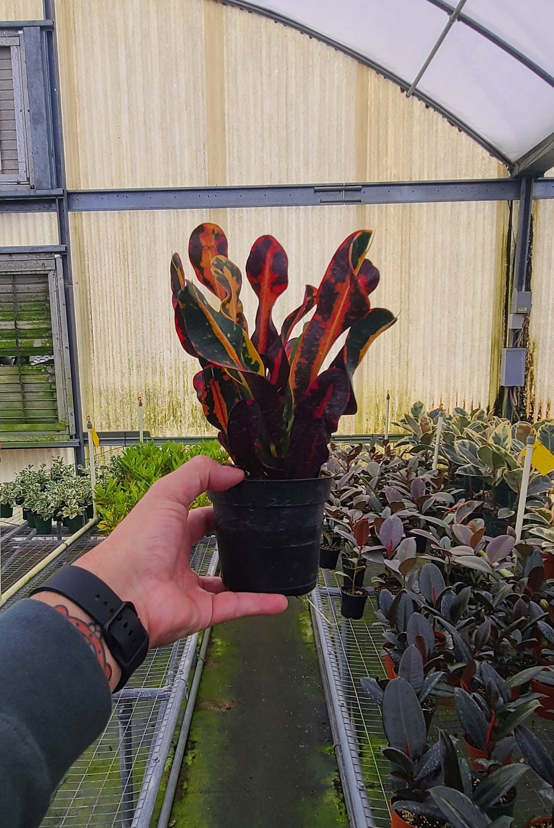 Croton 'mammy' Codiaeum Variegatum Live, Easy Houseplant 4 Pot - Etsy