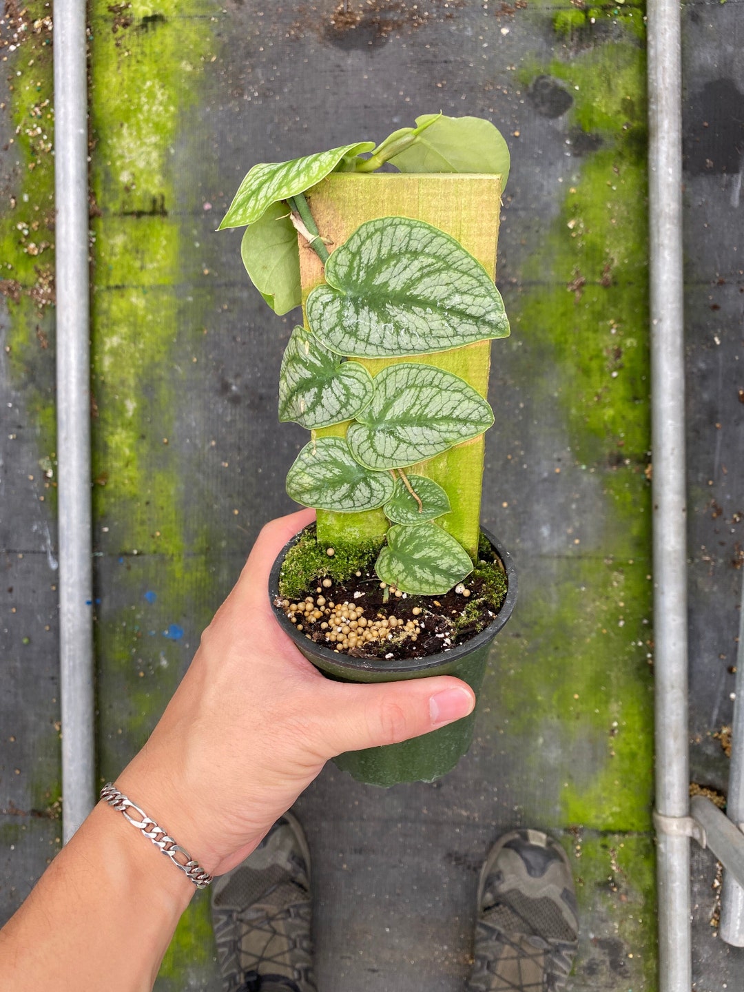 Monstera dubia Live, Beautiful Houseplant 4 Pot - Etsy Österreich