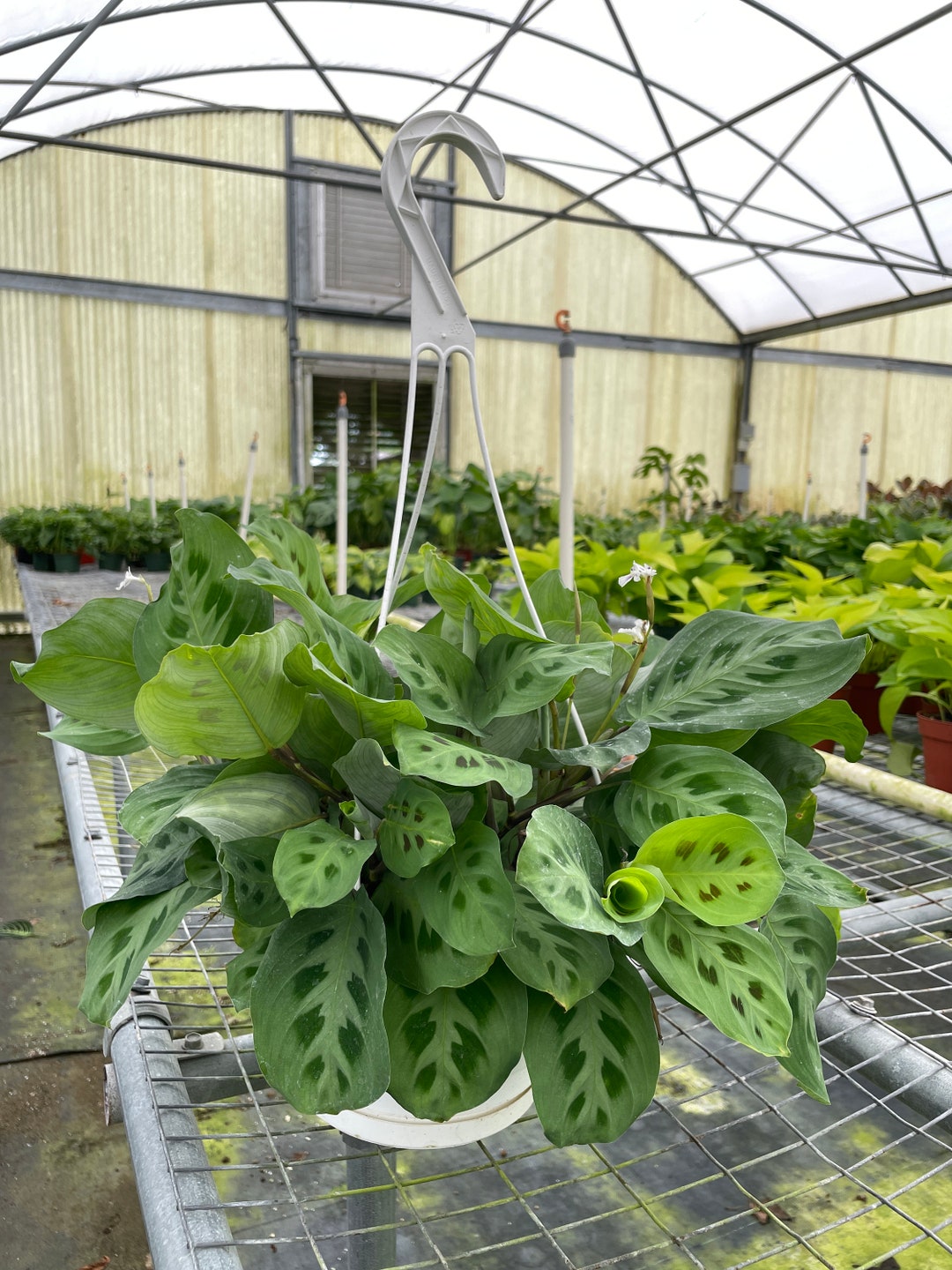 Beauty Kim Prayer Plant - Maranta Leuconeura | Live, Beautiful ...