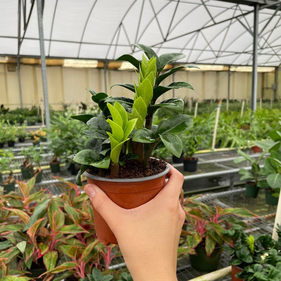 ZZ Plant 'zenzi' Zamioculcas Zamiifolia - Etsy