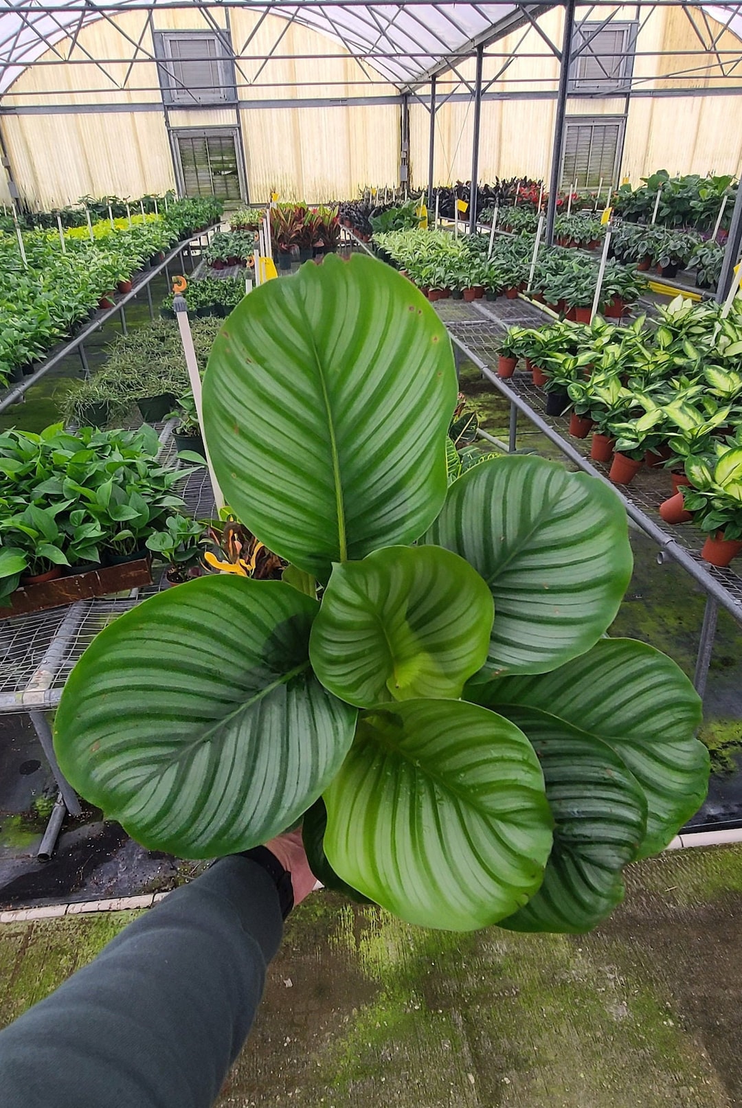 Orbit Peacock Calathea Orbifolia Plant Live Easy Houseplant 6