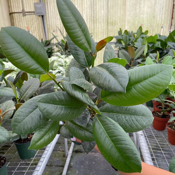 Rubber Plant Tree - Etsy