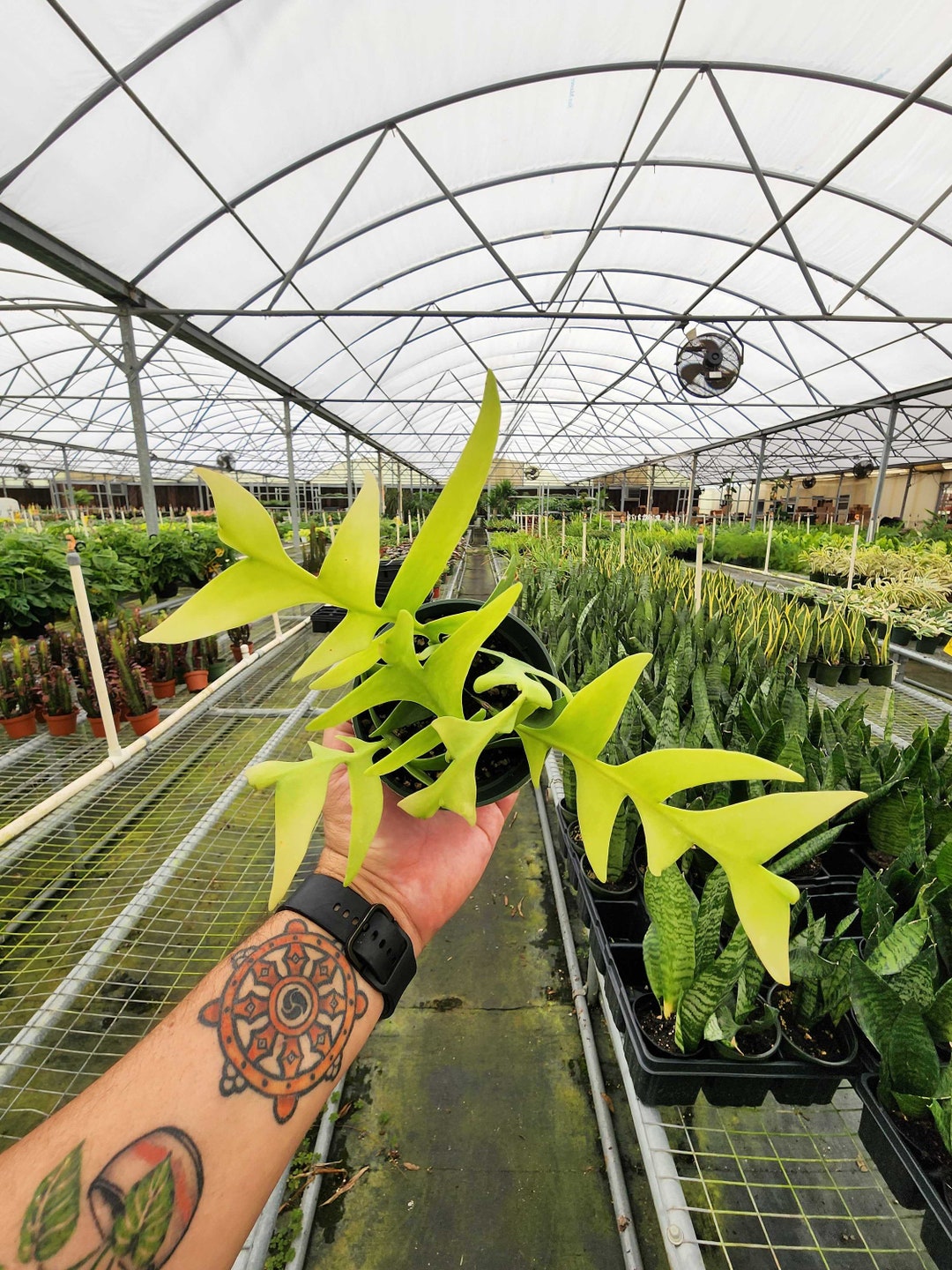 Sharktooth Fern Selenicereus Chrysocardium Live, Beautiful Houseplant 4 ...